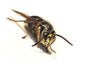 Aggressive Stinging Insects - Front Range Pest Blog