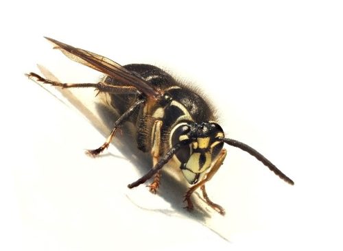 Aggressive Stinging Insects - Front Range Pest Blog