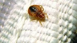 Eliminating Bed Bugs: Expert Solutions for Pest-Free Living - Front ...